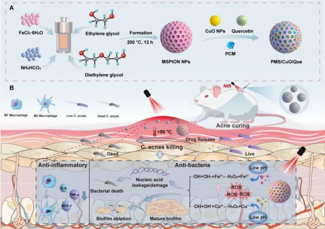 生物与食品工程学院王军博士在《Journal of Colloid and Interface Science》发表最新研究成果